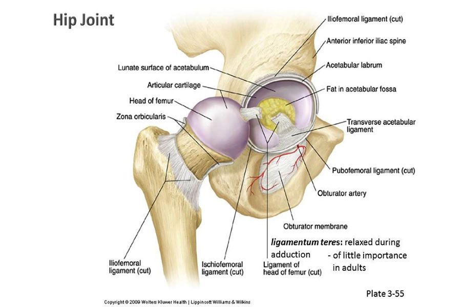 Hip Dislocations Anatomy Godoy Medical Forensics Hip Dislocations Anatomy Godoy Medical Forensics
